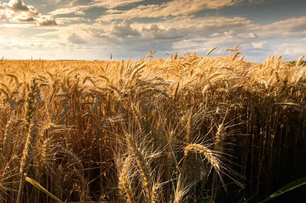 Glyphosate Limits Stay at 0.1mg/kg in New Zealand